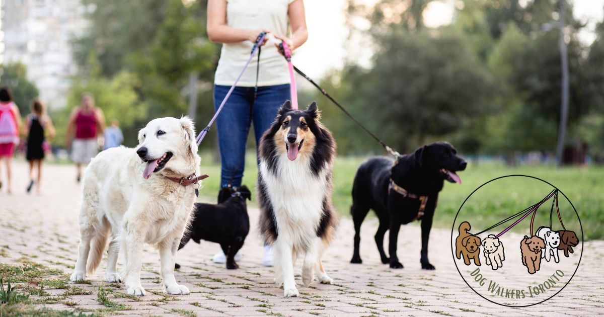 Dog Walkers Toronto - Dog Walkers Toronto